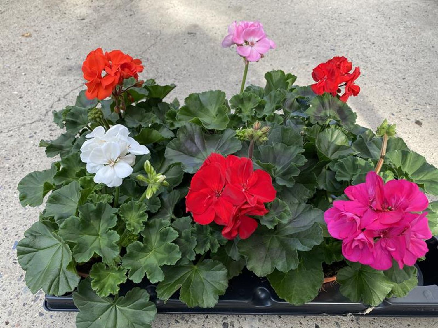 Pelargonium ZONALE MIX — Plant Wholesale FlorAccess