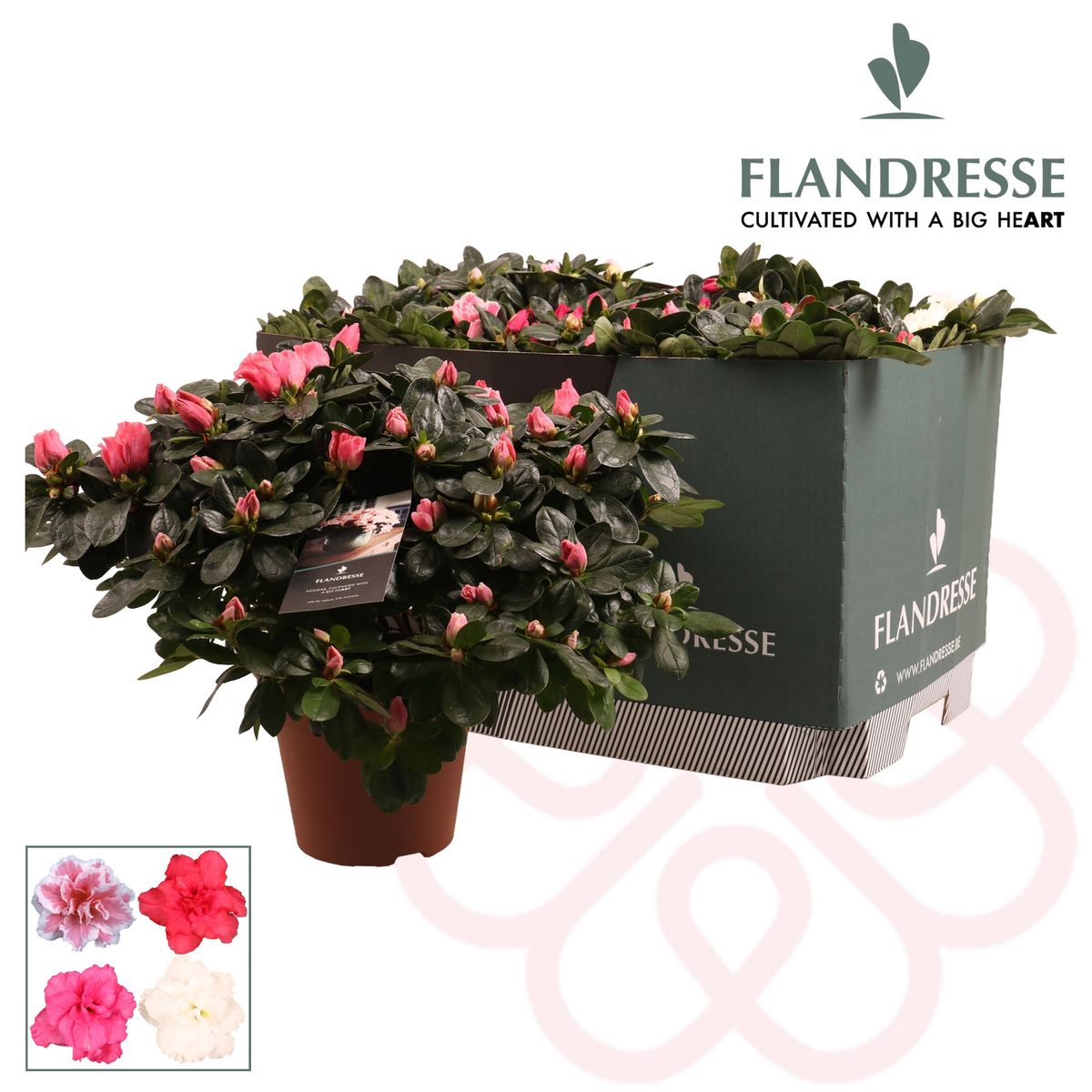 Rhododendron AZALEA MIX — Plant Wholesale FlorAccess