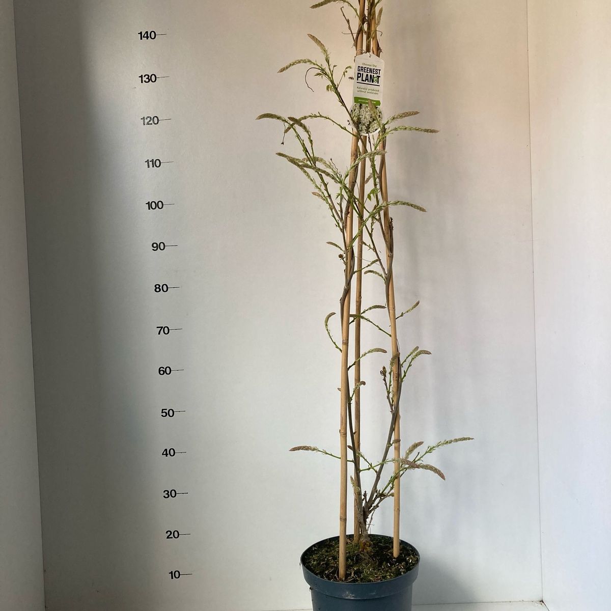 Wisteria sinensis 'Alba' — Pflanzengroßhandel FlorAccess