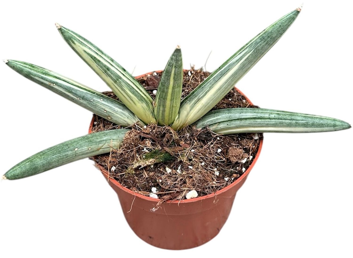 Sansevieria 'Boncel Variegata' — Mayorista de plantas FlorAccess