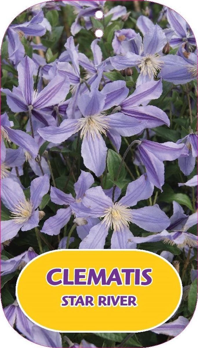 Clematis STAR RIVER (D) — Toptan Bitki Satışı FlorAccess