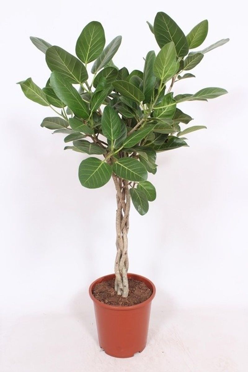 Ficus benghalensis — Plant Wholesale FlorAccess