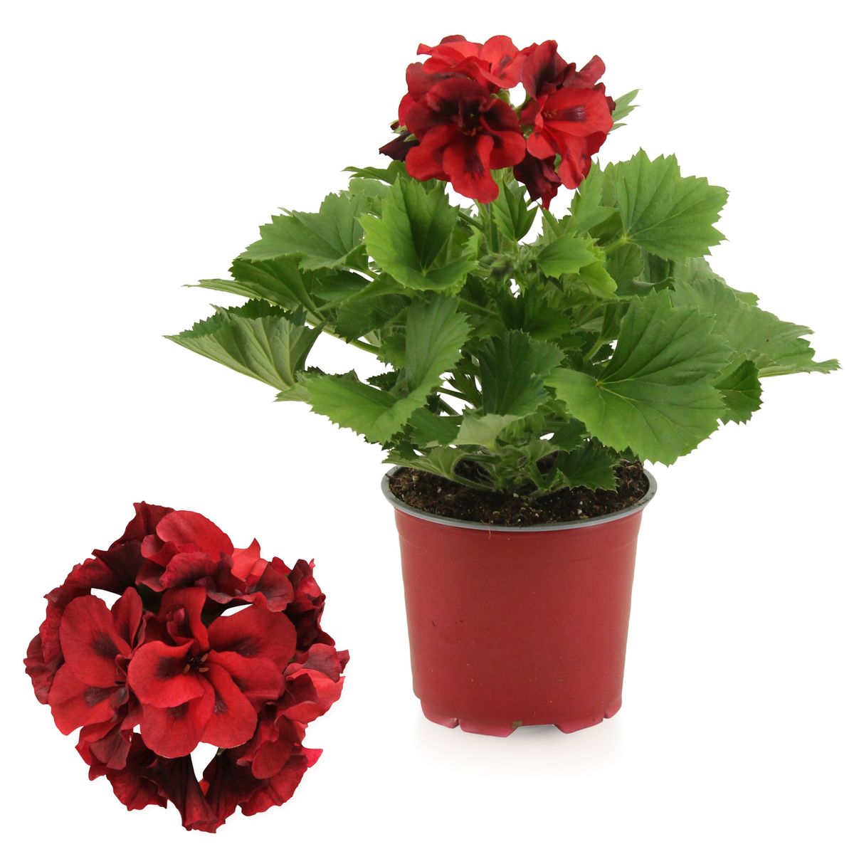 Pelargonium FRANNY — Plant Wholesale FlorAccess
