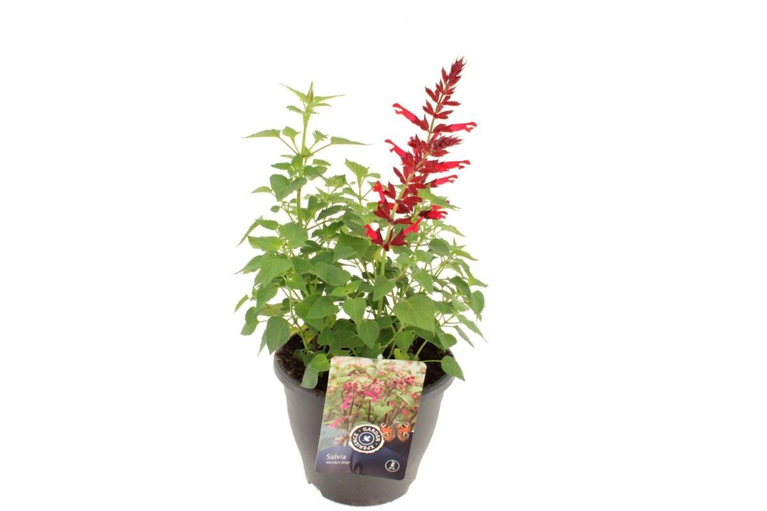 Salvia splendens 'Roman Red' — Plant Wholesale FlorAccess