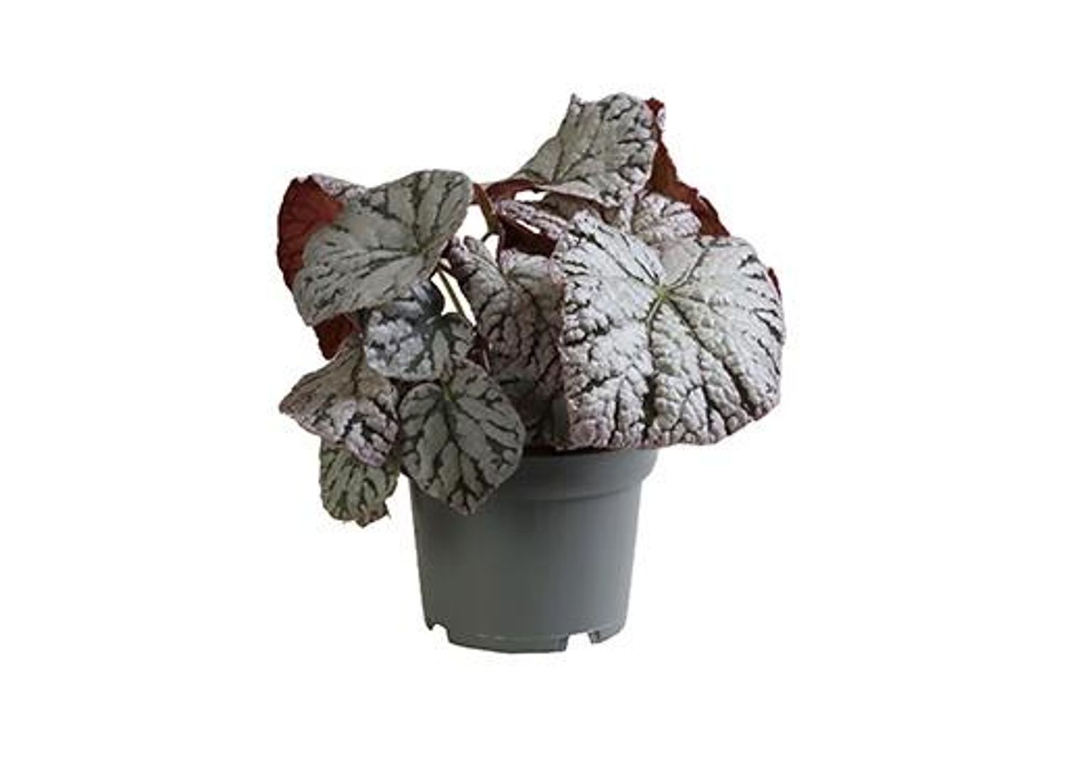 Begonia CHAYO — Plant Wholesale FlorAccess