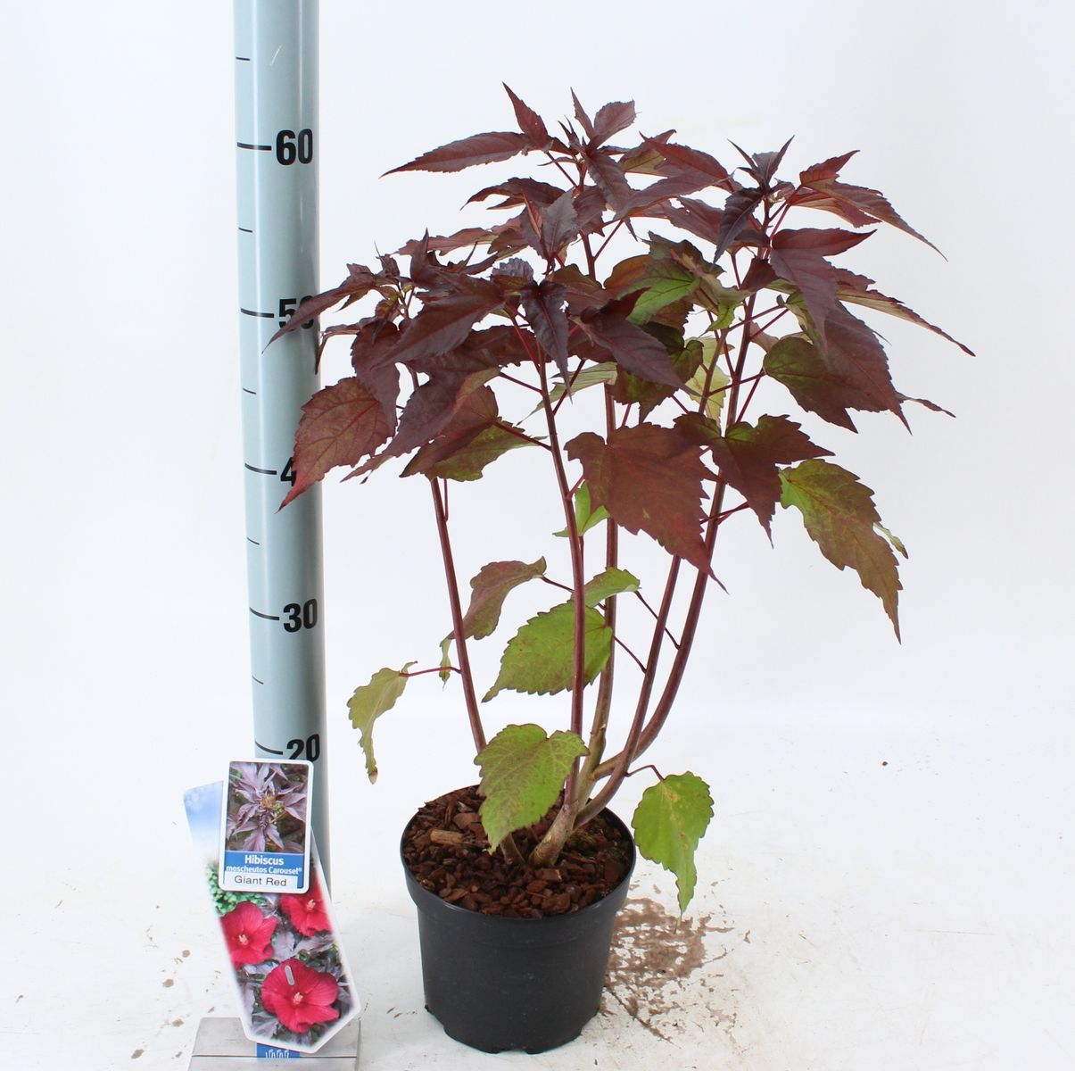 Hibiscus moscheutos CAROUSEL GEANT RED — Plant Wholesale FlorAccess