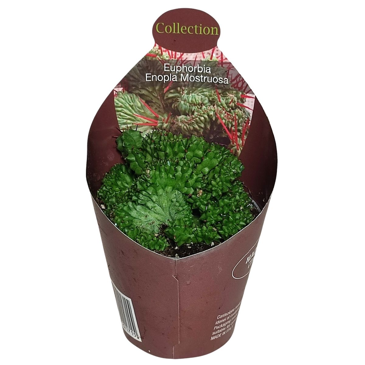 Euphorbia enopla monstruosa cristata — Plant Wholesale FlorAccess