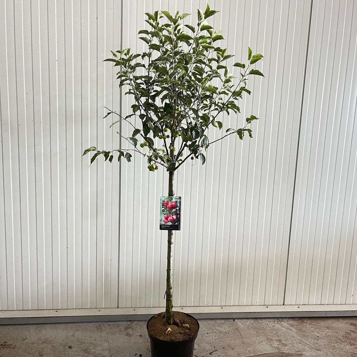 Malus 'Red Sentinel' — Plant Wholesale FlorAccess