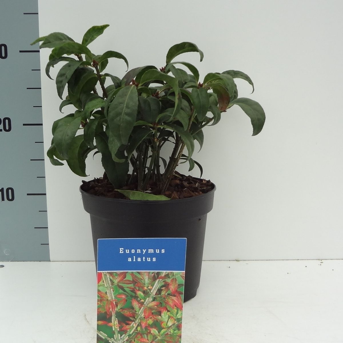 Euonymus alatus 'Compactus' — Plant Wholesale FlorAccess