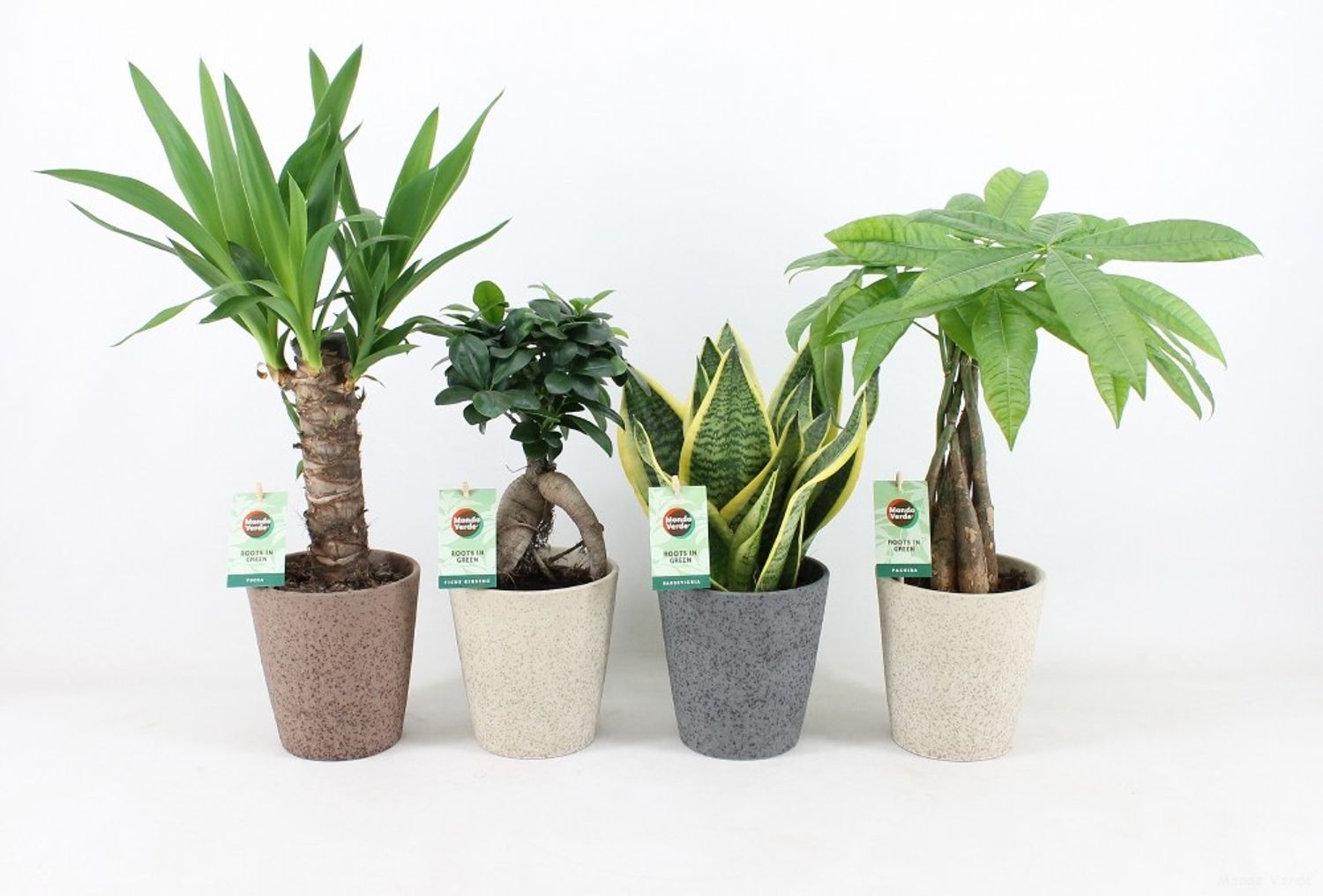 Houseplants MIX — Plant Wholesale FlorAccess