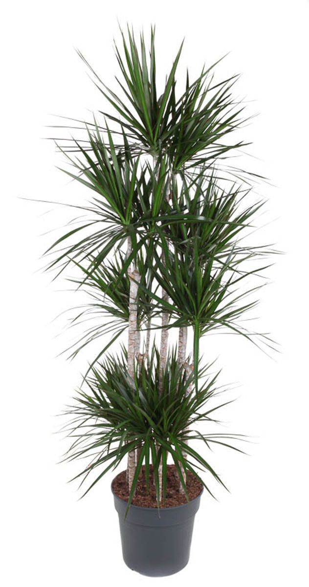 Dracaena marginata — Plant Wholesale FlorAccess