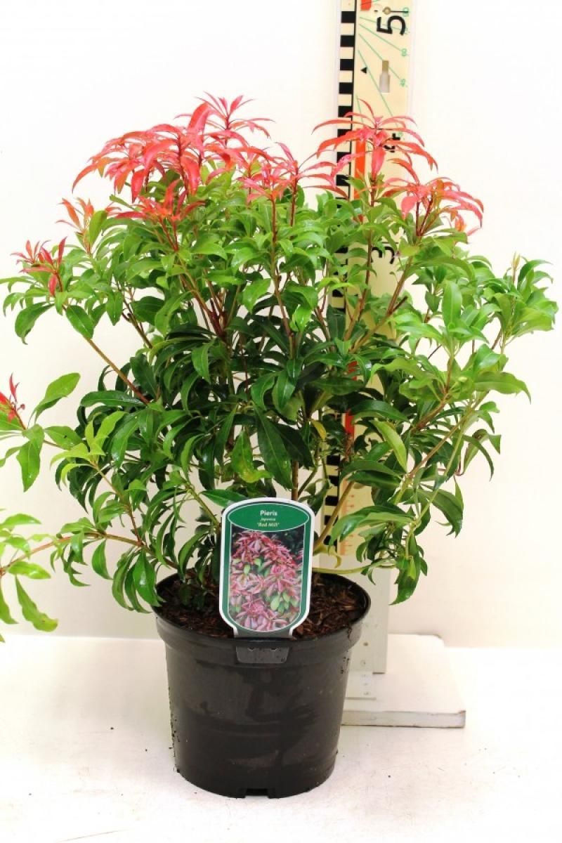 Pieris japonica 'Red Mill' — Plant Wholesale FlorAccess