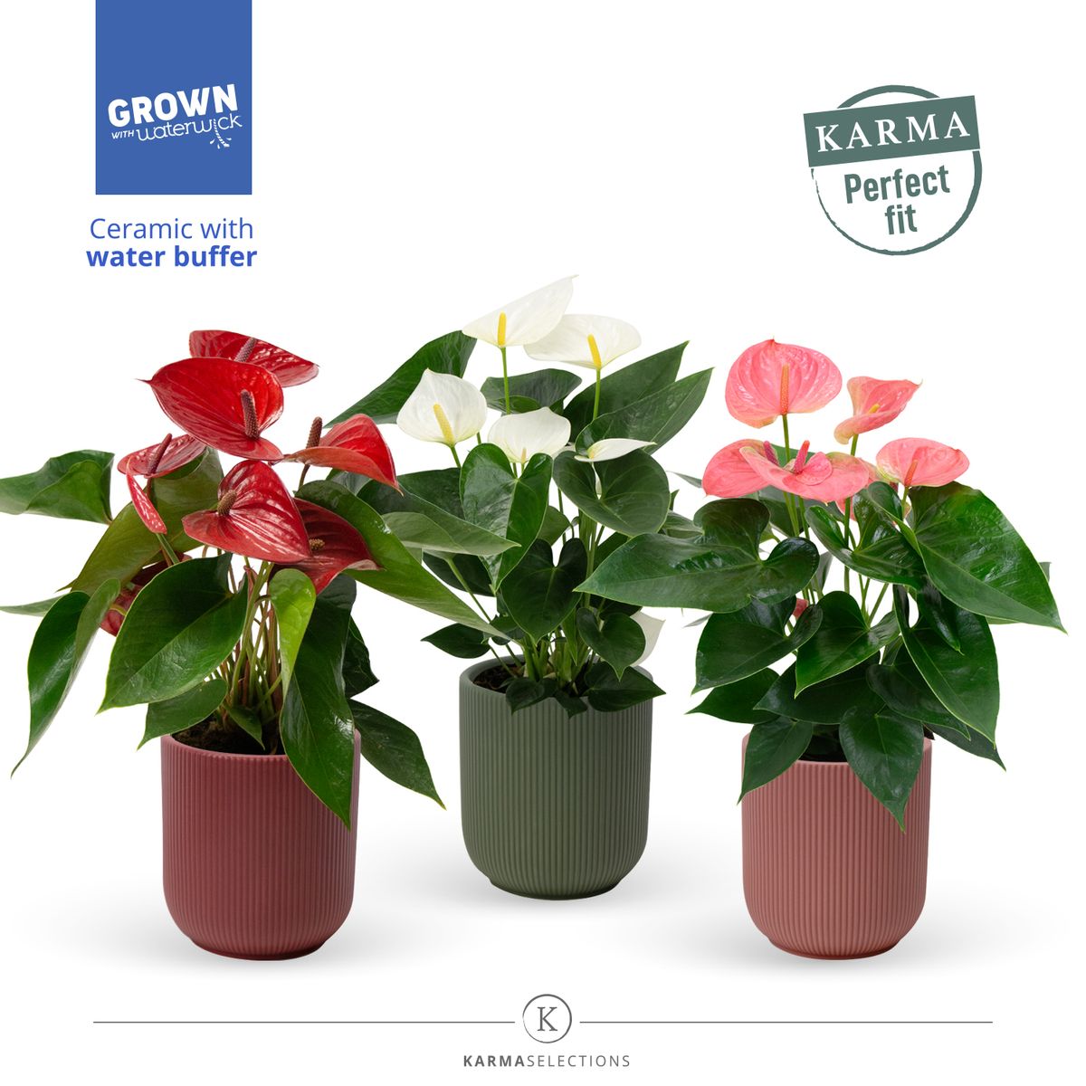 Anthurium MIX — Plant Wholesale FlorAccess