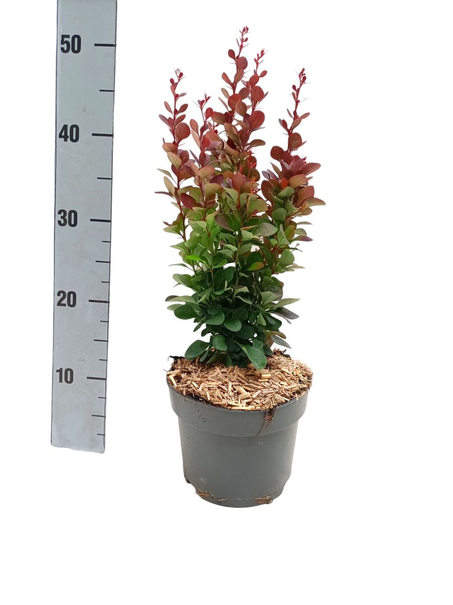 Berberis thunbergii 'Red Pillar' — Plant Wholesale FlorAccess