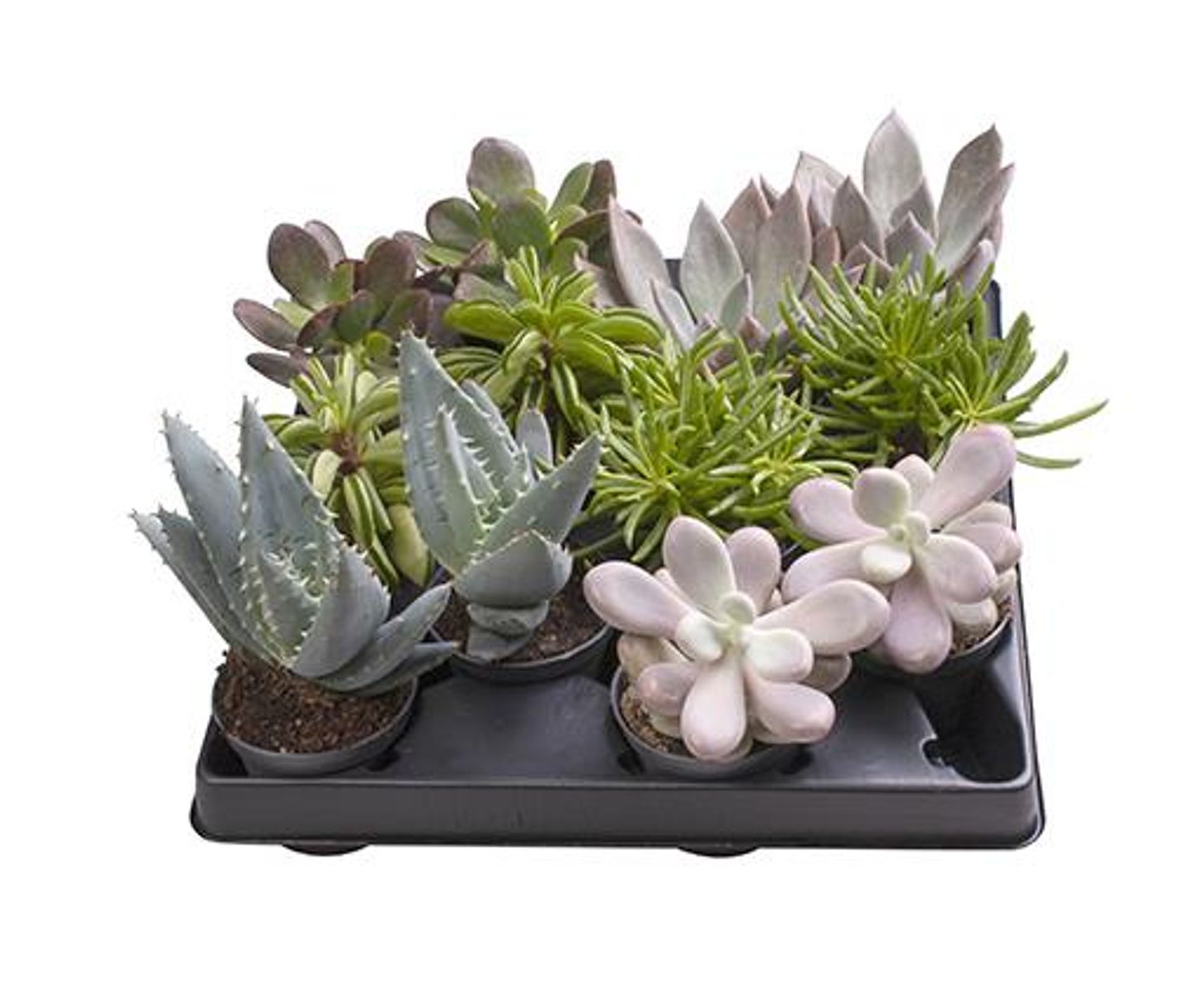 Succulents MIX — Plant Wholesale FlorAccess