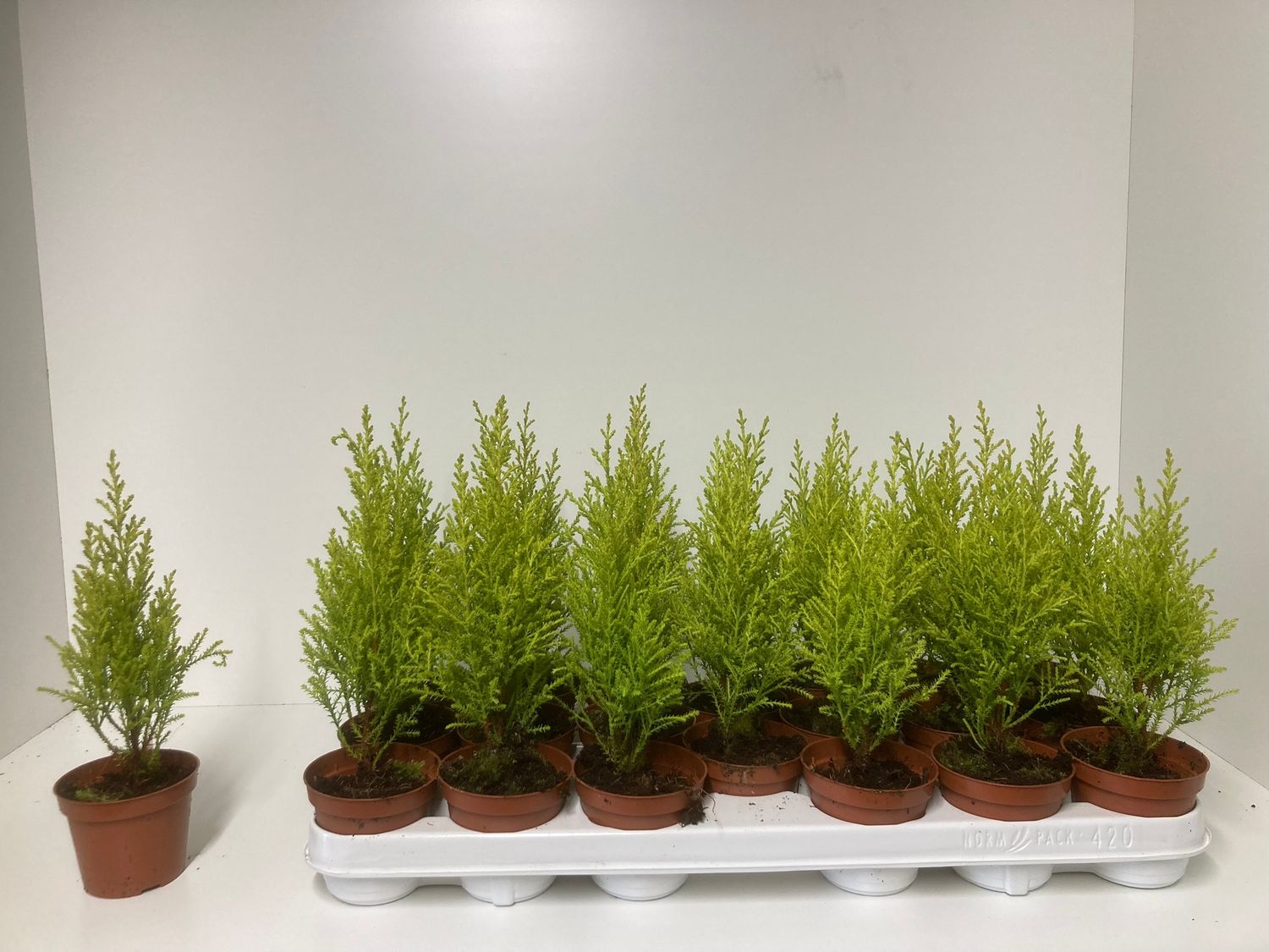 Cupressus macrocarpa 'Goldcrest Wilma' — Plant Wholesale FlorAccess