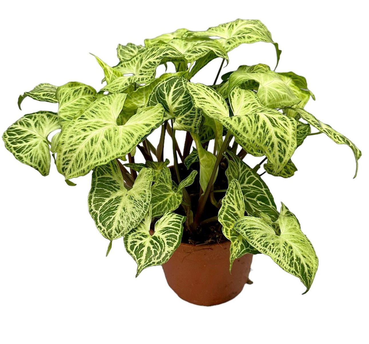 Syngonium 'Batik' — Рослини оптом FlorAccess