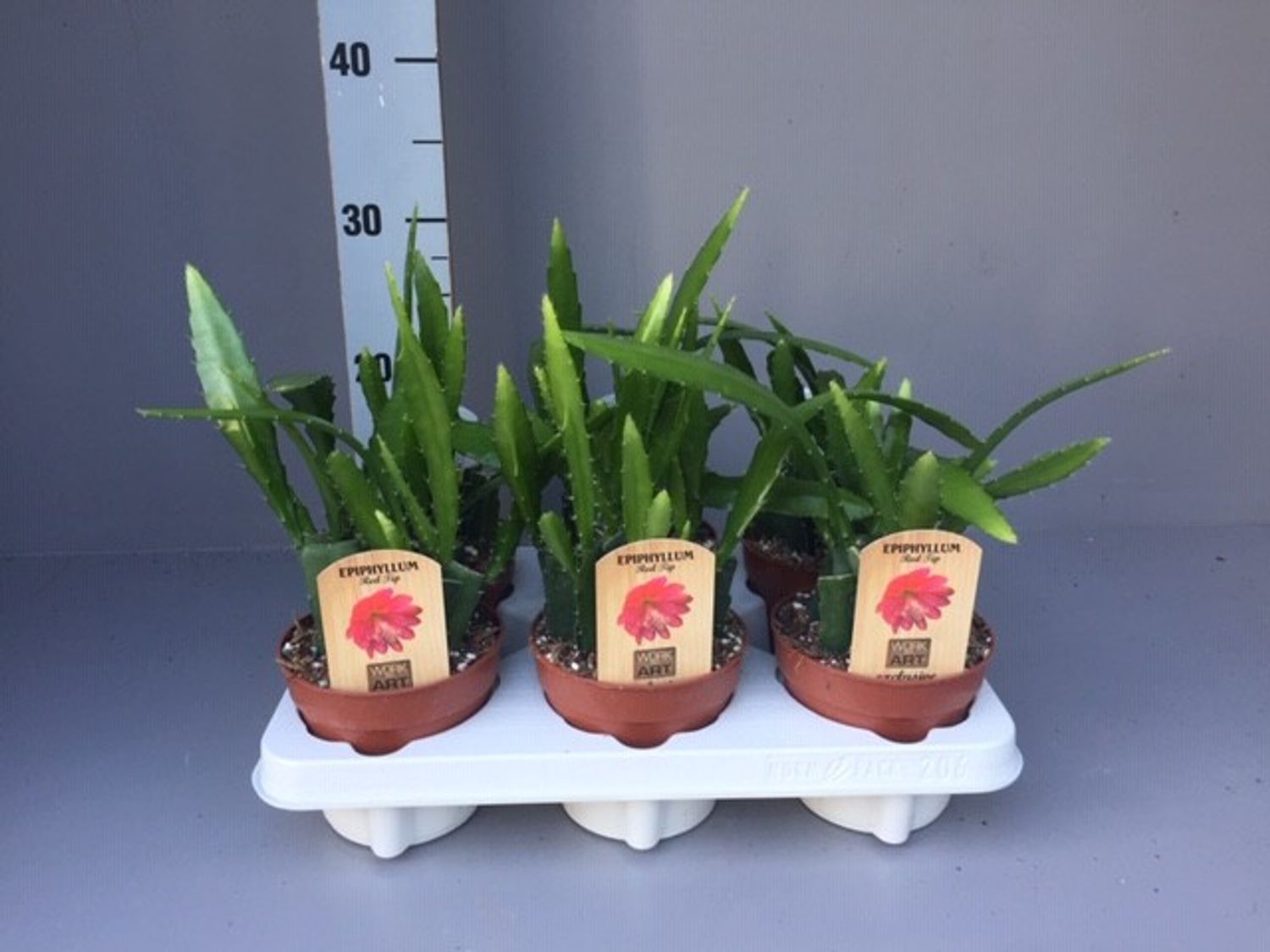 Epiphyllum anguliger RED TIP — Plant Wholesale FlorAccess