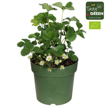 Fragaria x ananassa 'Delizzimo' — Plant Wholesale FlorAccess