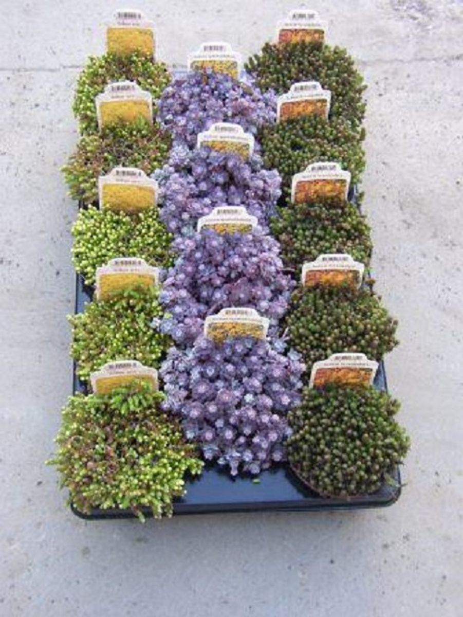 Sedum MIX — Plant Wholesale FlorAccess
