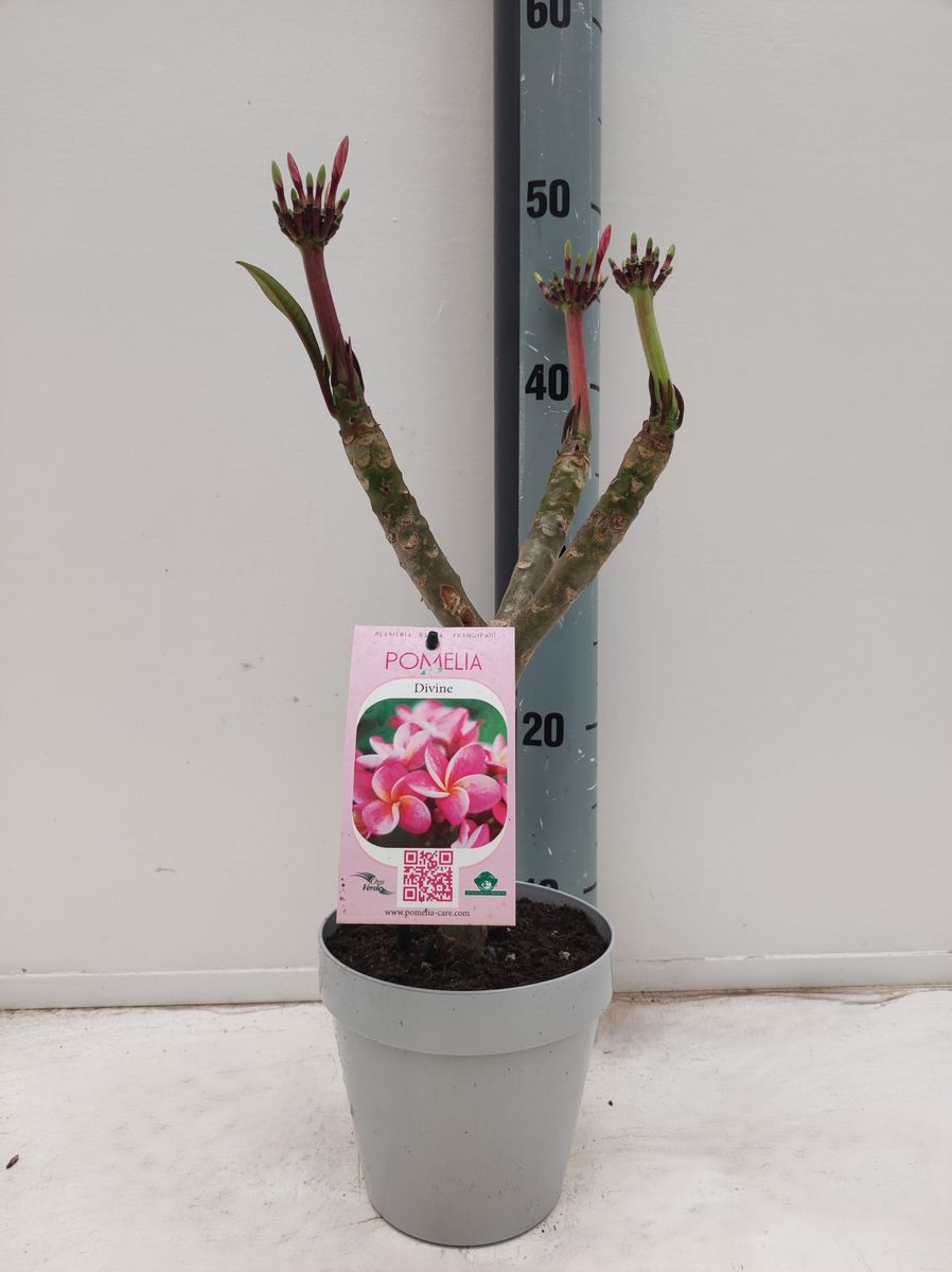 Plumeria rubra — Plant Wholesale FlorAccess