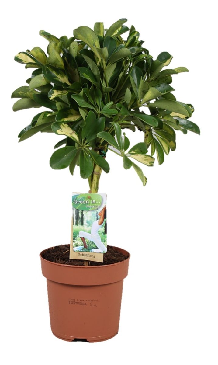 Schefflera arboricola 'Gold Capella' — Plant Wholesale FlorAccess