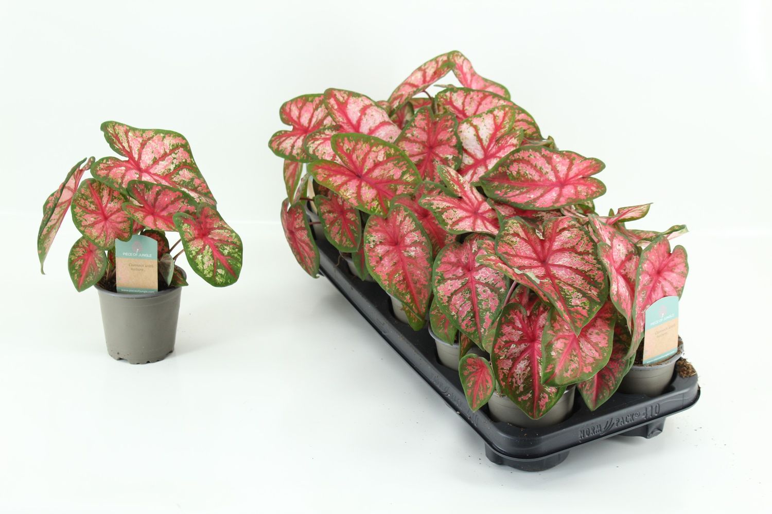 Caladium 'Tapestry' — Plant Wholesale FlorAccess