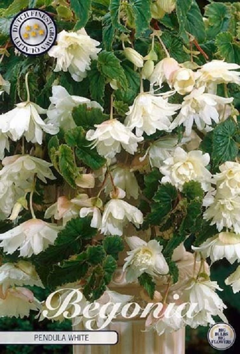 Begonia PENDULA WHITE — Plant Wholesale FlorAccess