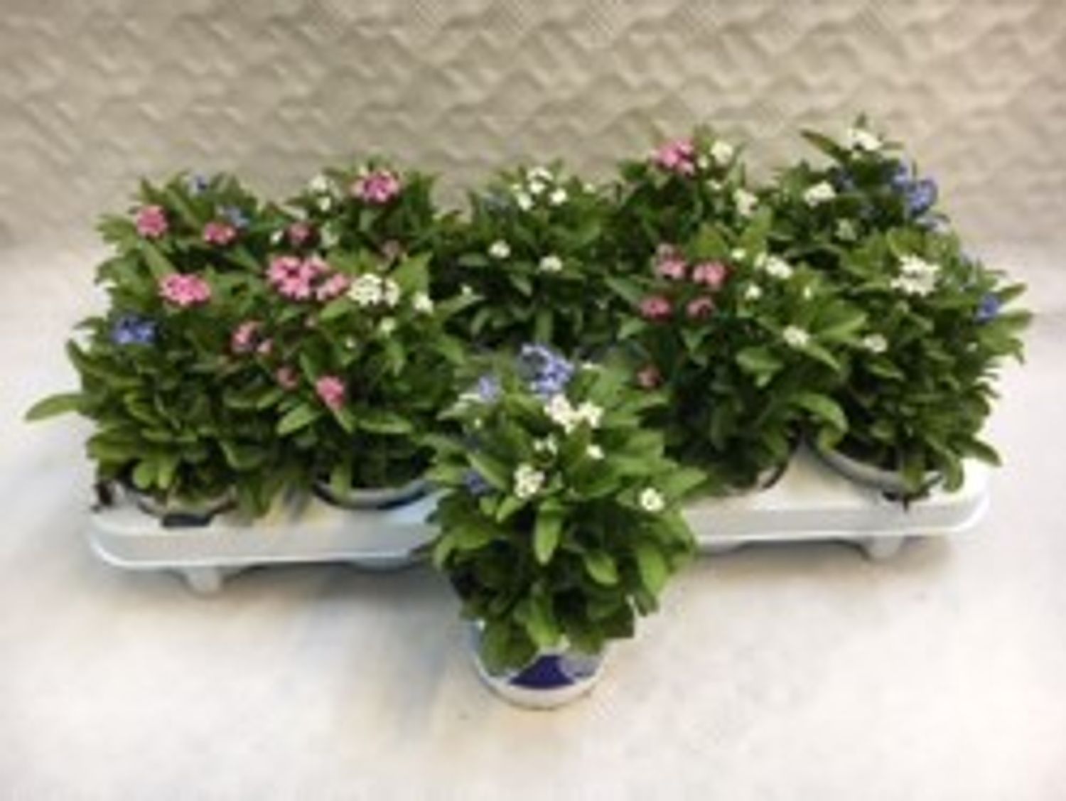 Myosotis MIX IN POT — Plant Wholesale FlorAccess