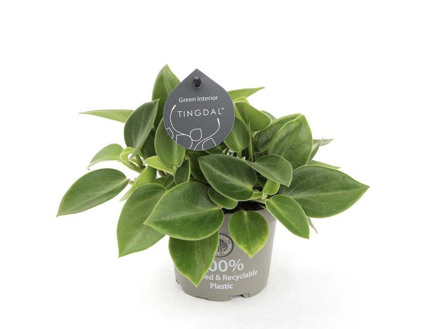 Peperomia orba 'Pixie Green' — Plant Wholesale FlorAccess