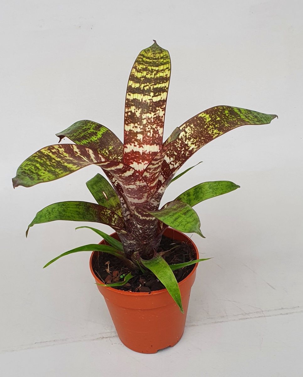 Vriesea 'Red Chestnut' — Toptan Bitki Satışı FlorAccess
