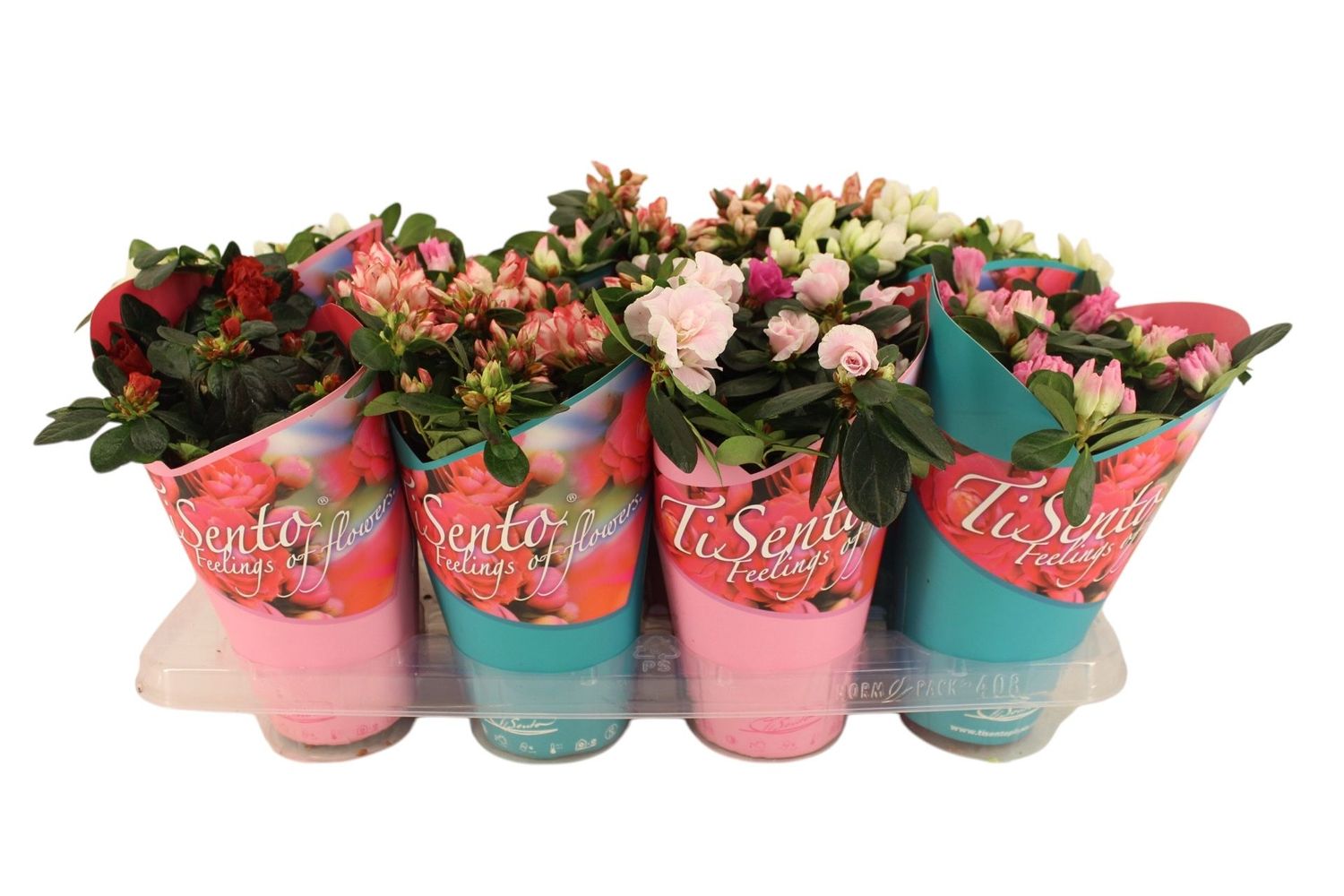 Rhododendron AZALEA MIX — Plant Wholesale FlorAccess