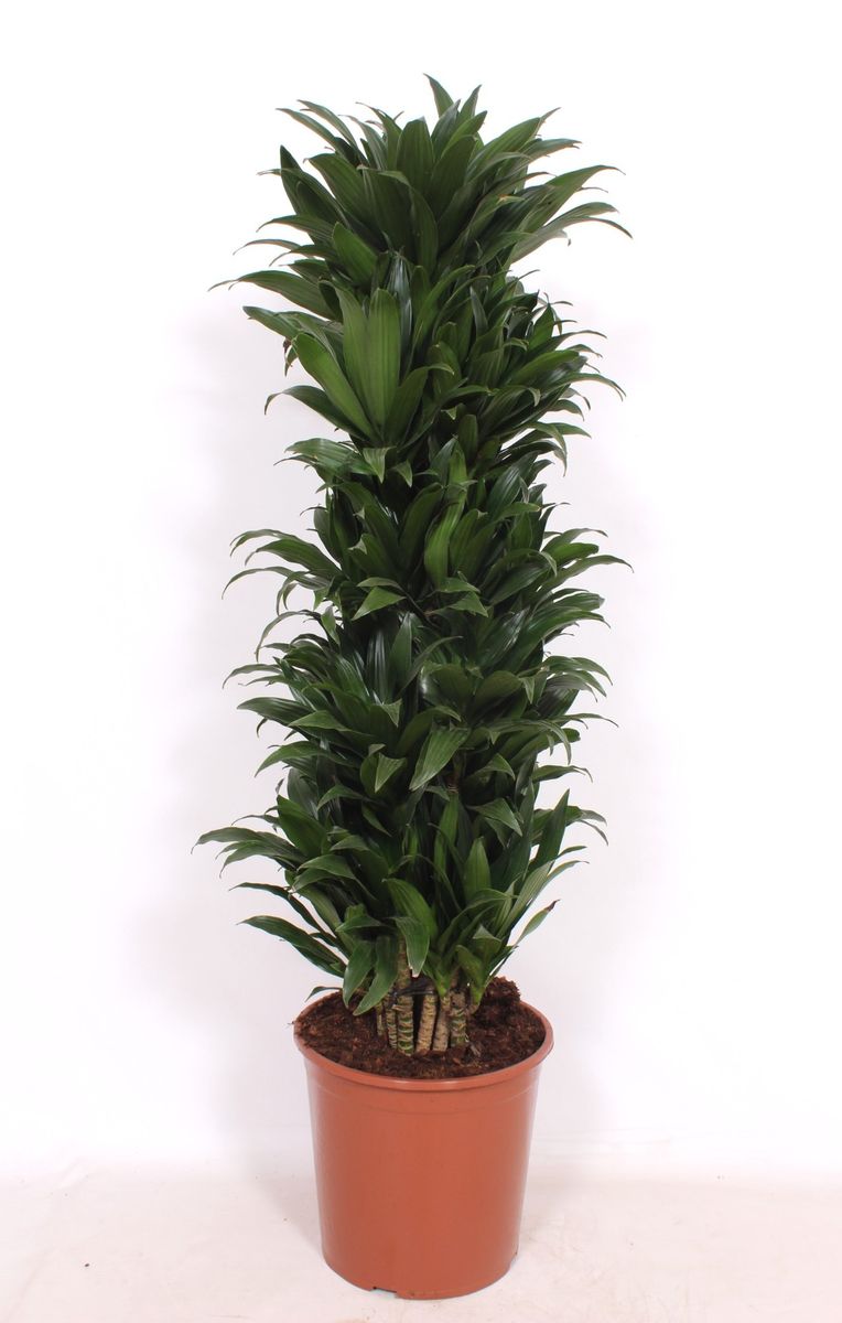 Dracaena fragrans 'Compacta' — Plant Wholesale FlorAccess