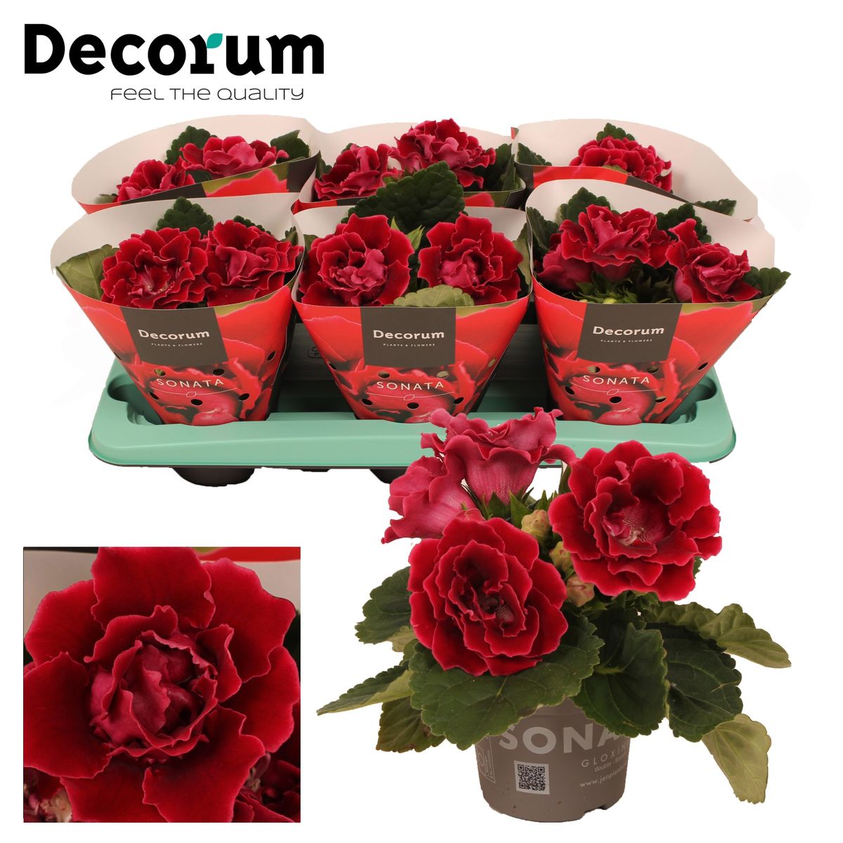 Sinningia SONATA RED — Plant Wholesale FlorAccess