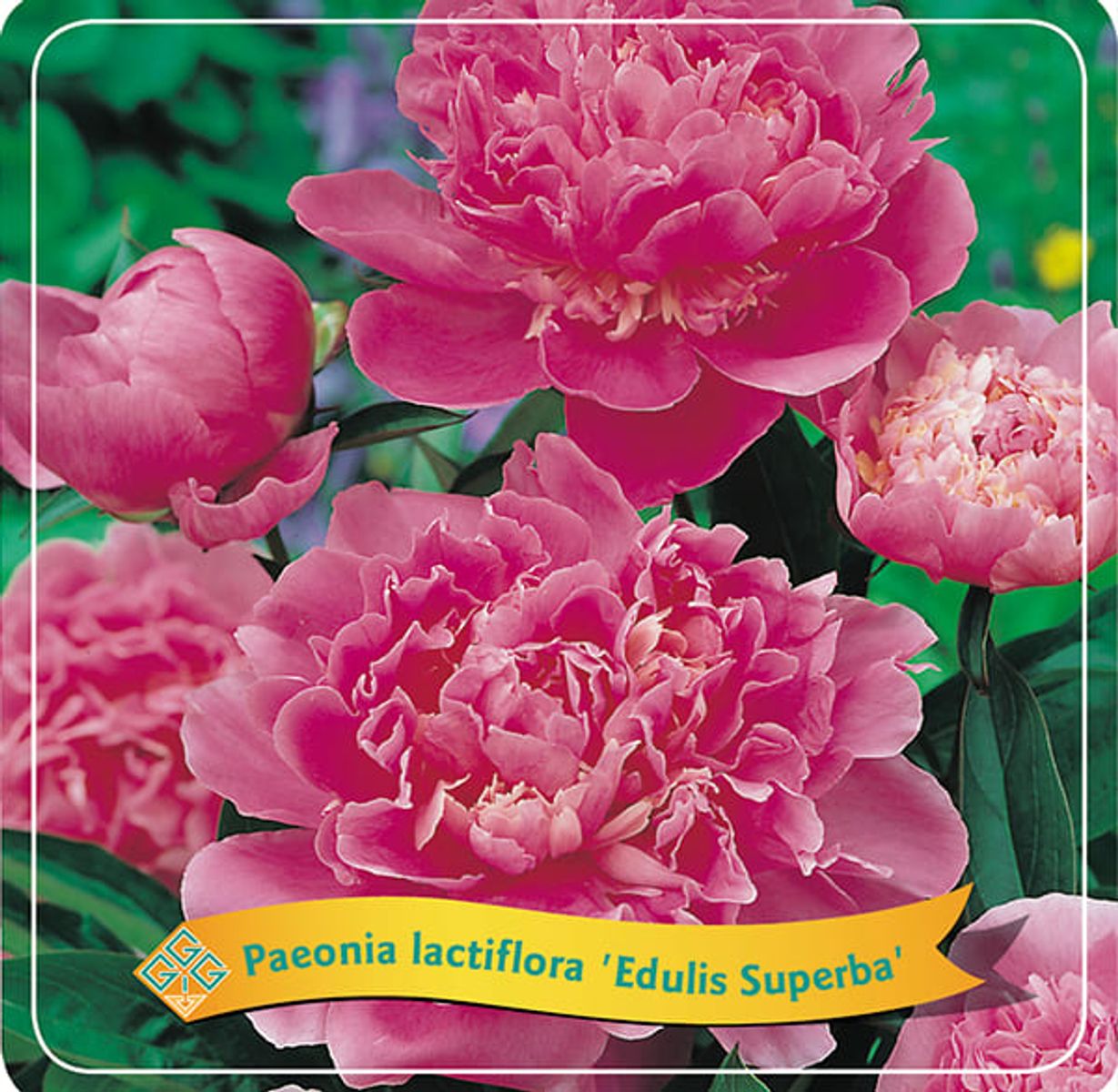 Paeonia 'Edulis Superba' — Plant Wholesale FlorAccess
