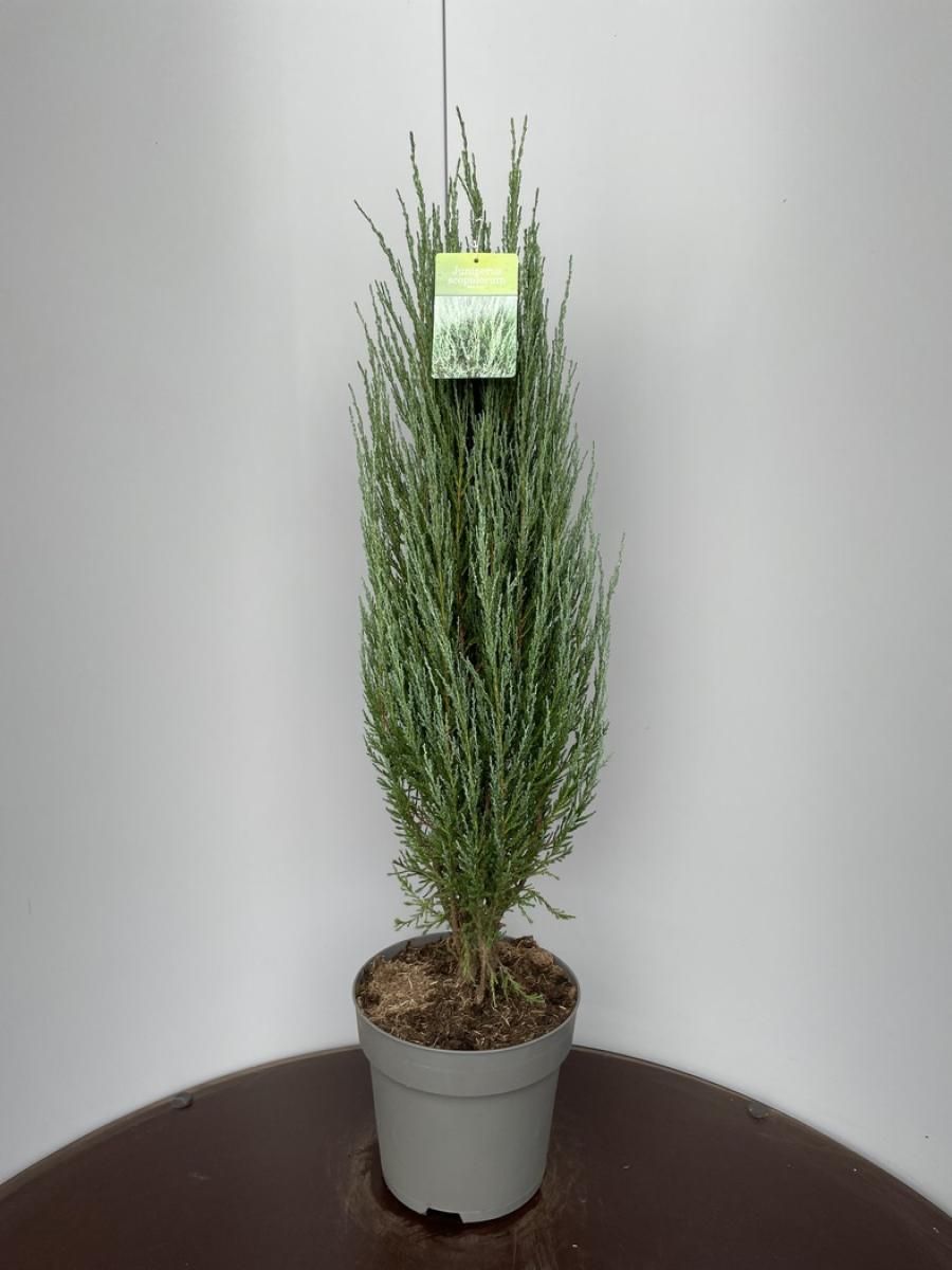 Juniperus scopulorum 'Blue Arrow' — Plant Wholesale FlorAccess