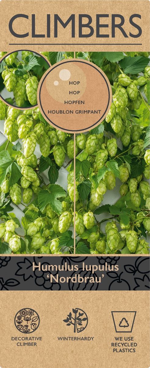 Humulus lupulus 'Nordbrau' — Grossiste en Plantes FlorAccess