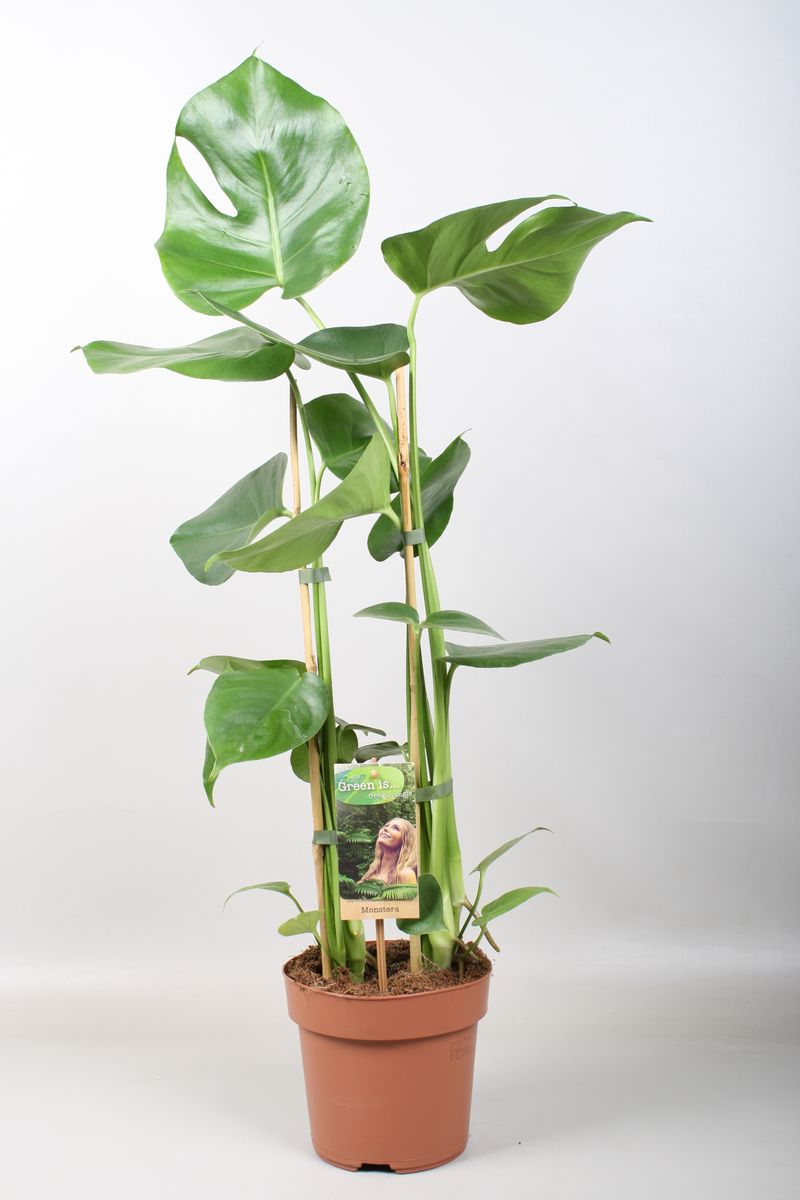 Monstera deliciosa — Plant Wholesale FlorAccess