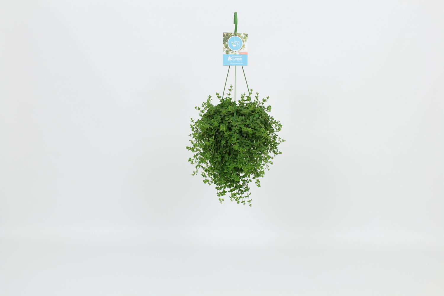 Peperomia 'Isabelle' — Plant Wholesale FlorAccess