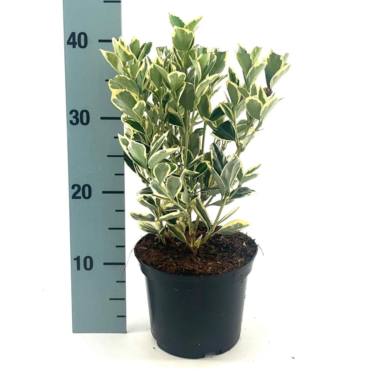 Euonymus japonicus 'Bravo' — Plant Wholesale FlorAccess