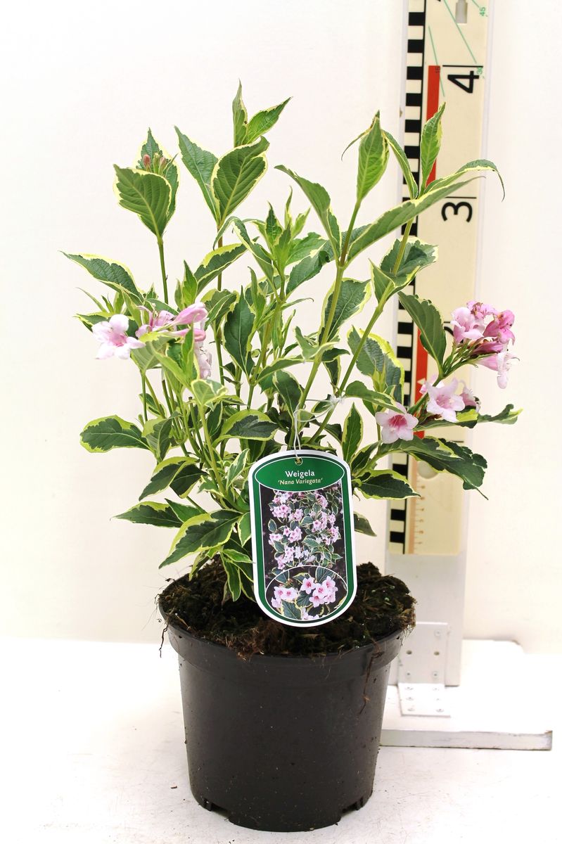 Weigela 'Nana Variegata' — Plant Wholesale FlorAccess