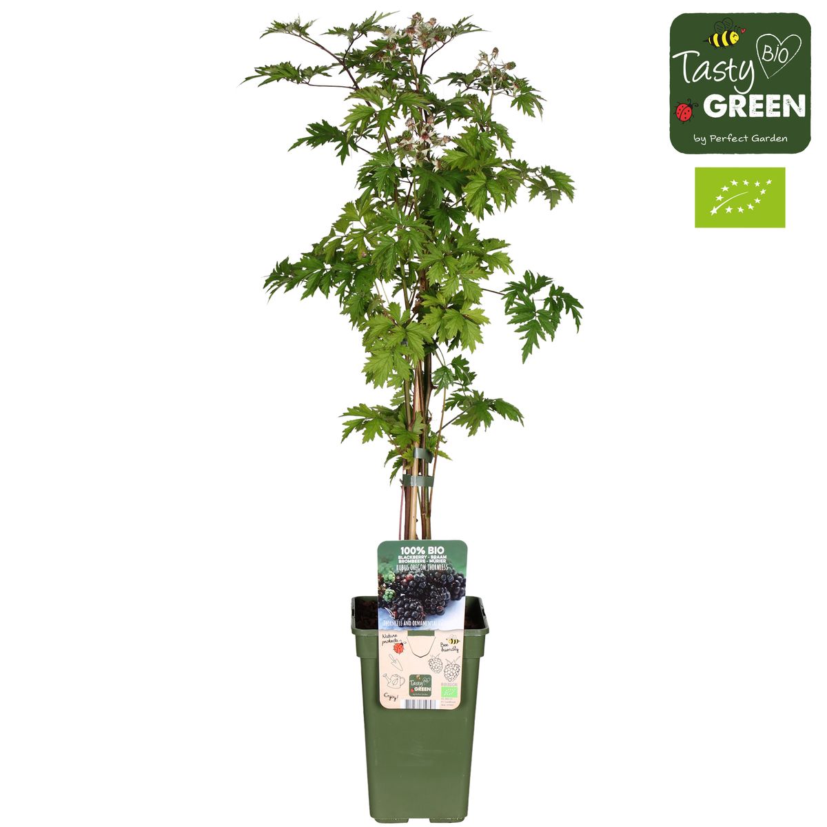 Rubus fruticosus 'Thornless Evergreen' — Plant Wholesale FlorAccess