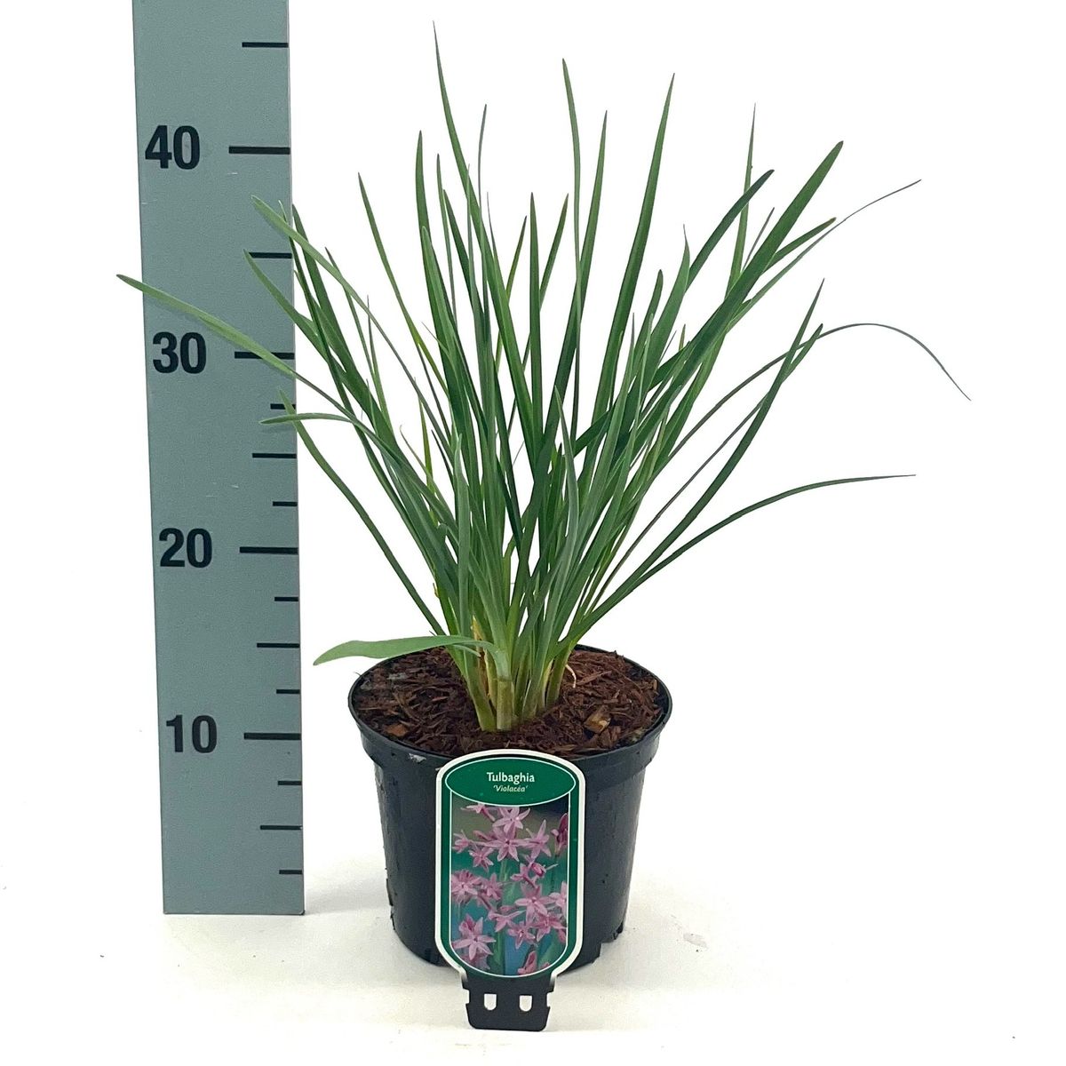 Tulbaghia violacea — Plant Wholesale FlorAccess