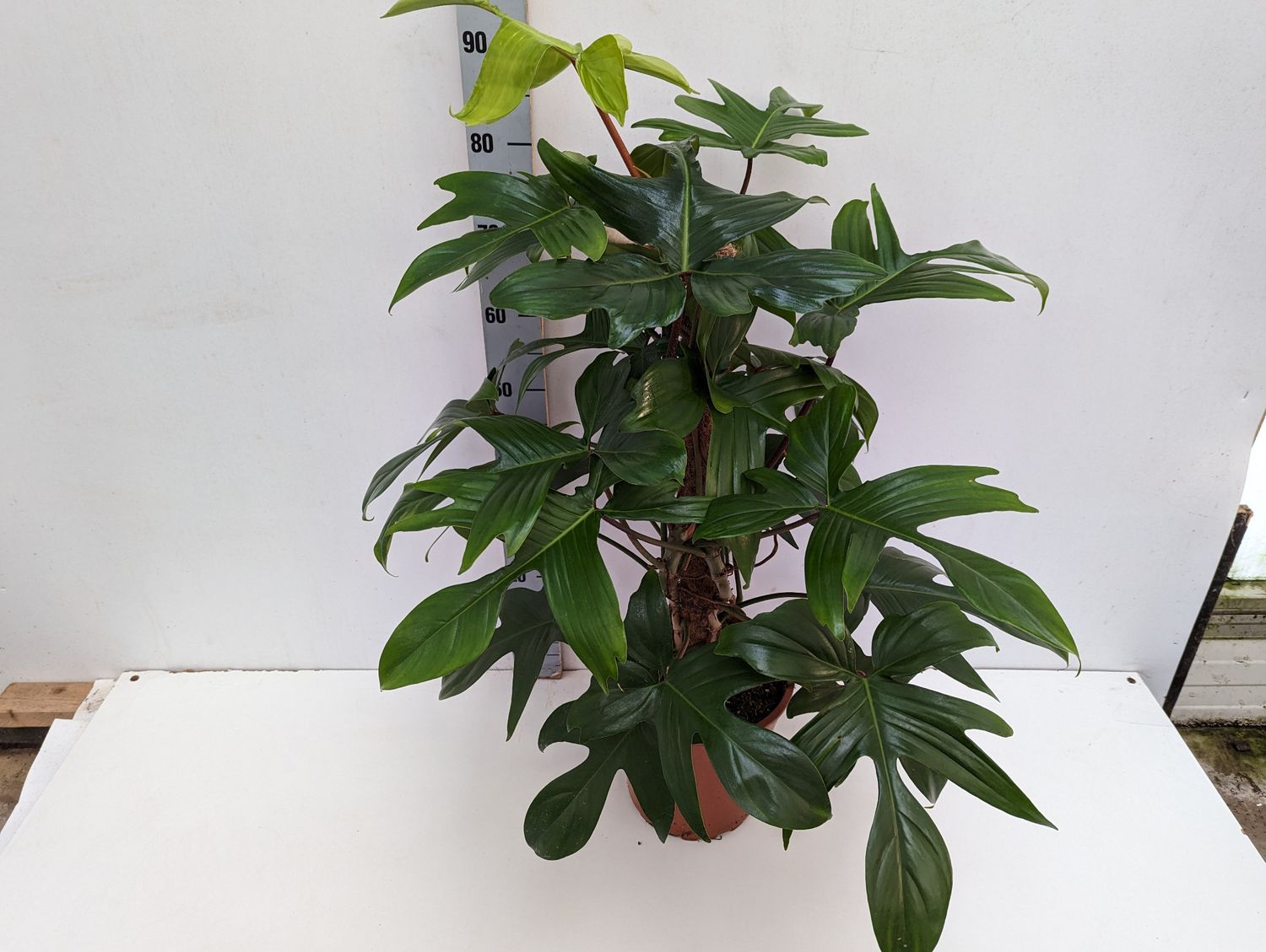 Philodendron FLORIDA GREEN — Plant Wholesale FlorAccess