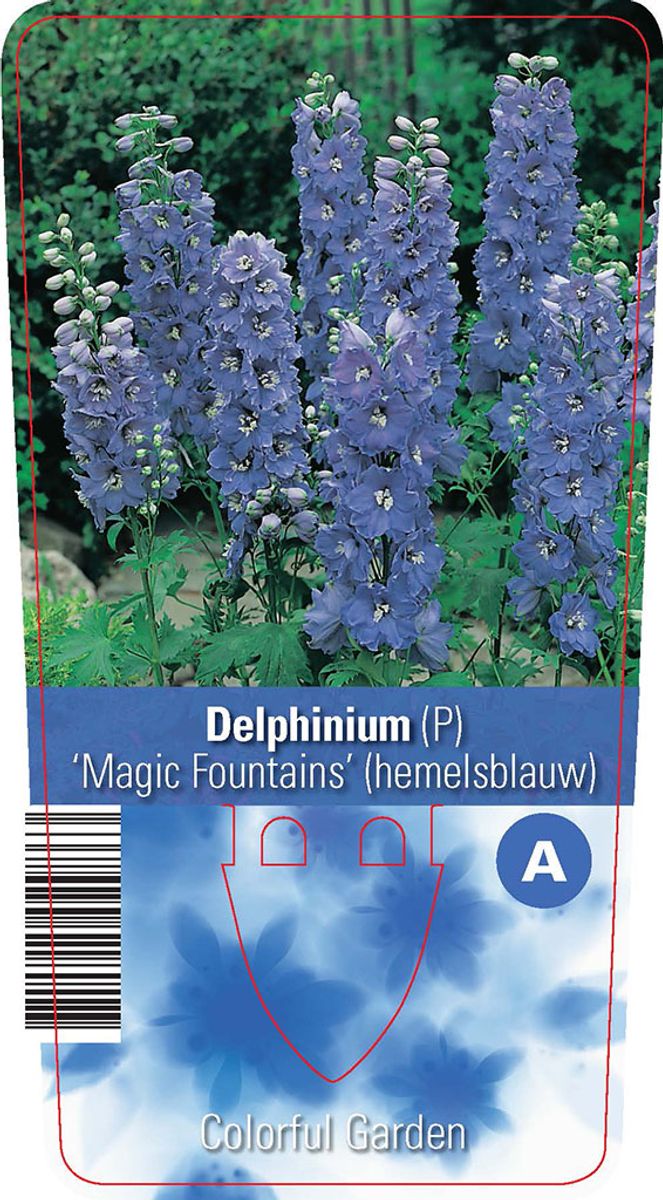 Delphinium 'Magic Fountains Sky Blue' — Plant Wholesale FlorAccess