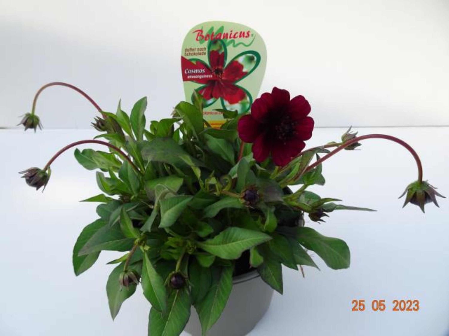 Cosmos atrosanguineus — Plant Wholesale FlorAccess