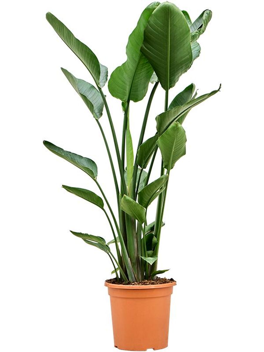 Strelitzia nicolai — Plant Wholesale FlorAccess