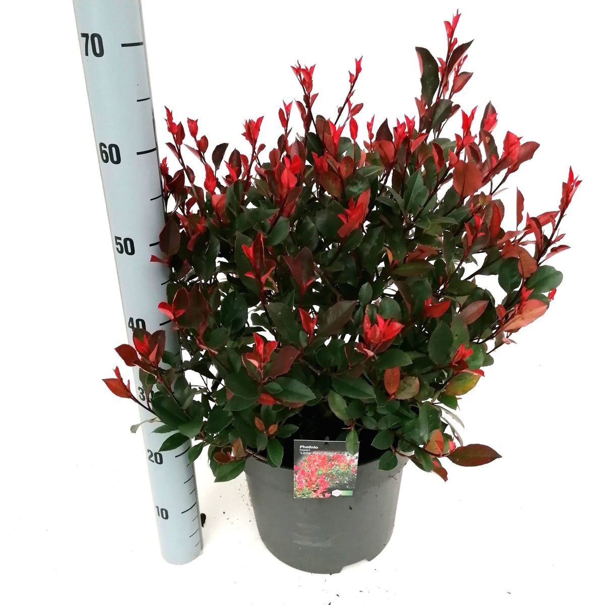 Photinia x fraseri 'Little Red Robin' — Рослини оптом FlorAccess