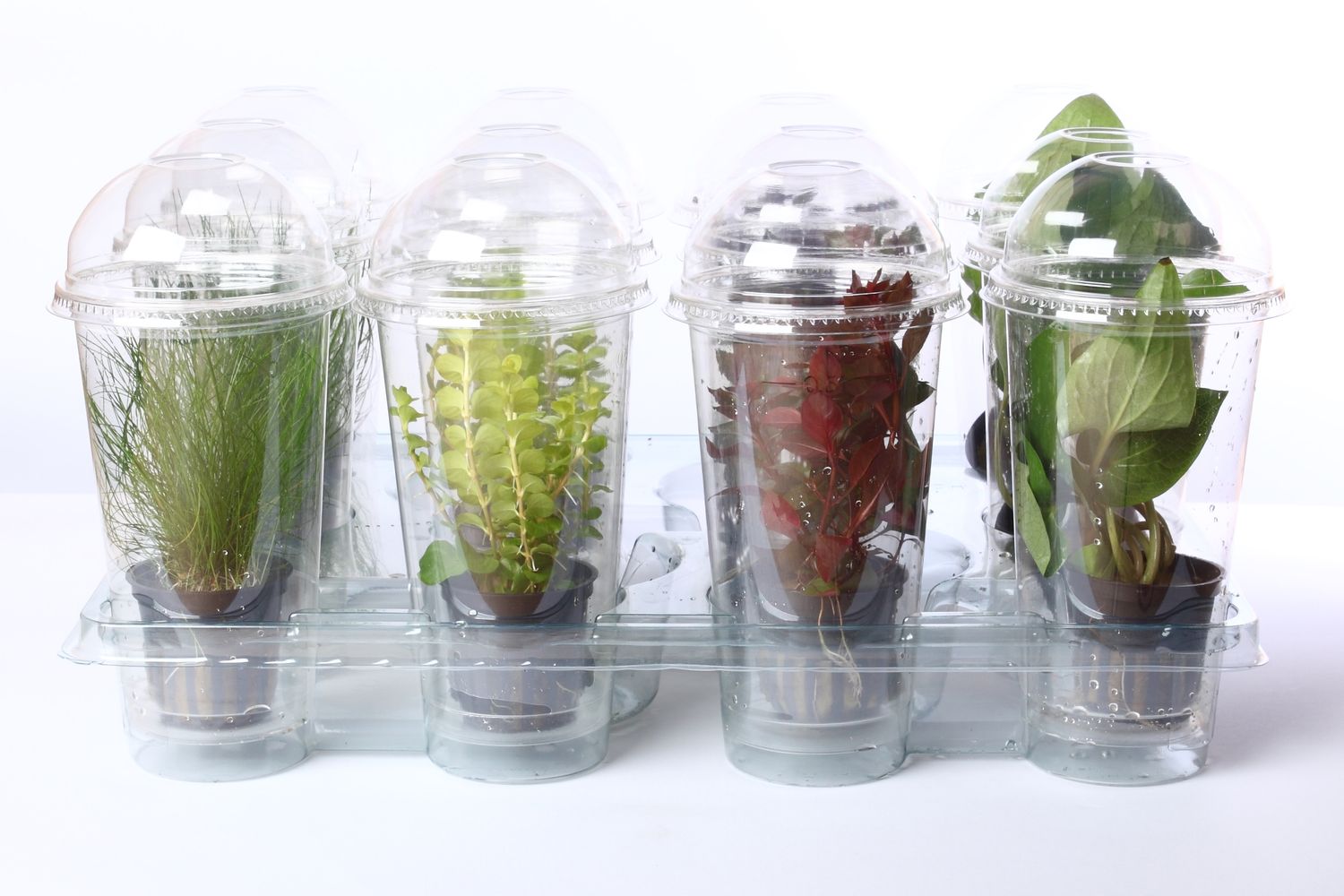 Aquatic plants MIX — Plant Wholesale FlorAccess