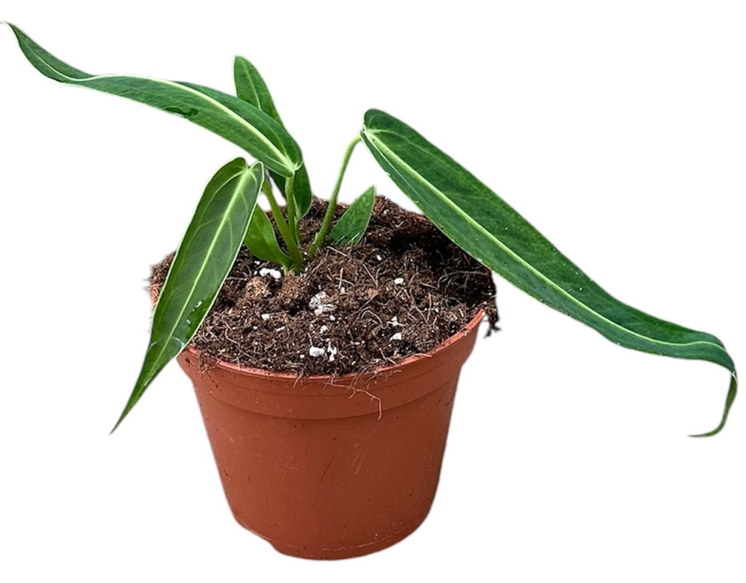 Anthurium warocqueanum — Plant Wholesale FlorAccess